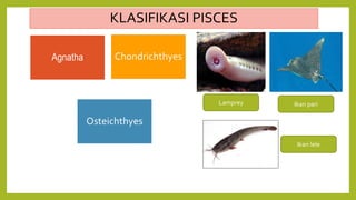 Animalia(vertebrata )kelas x | PPTX