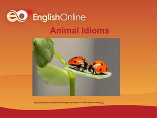 Animal Idioms - A Canadian Idioms Lesson | PPT