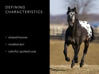 Animal Id Week Seven | PPT