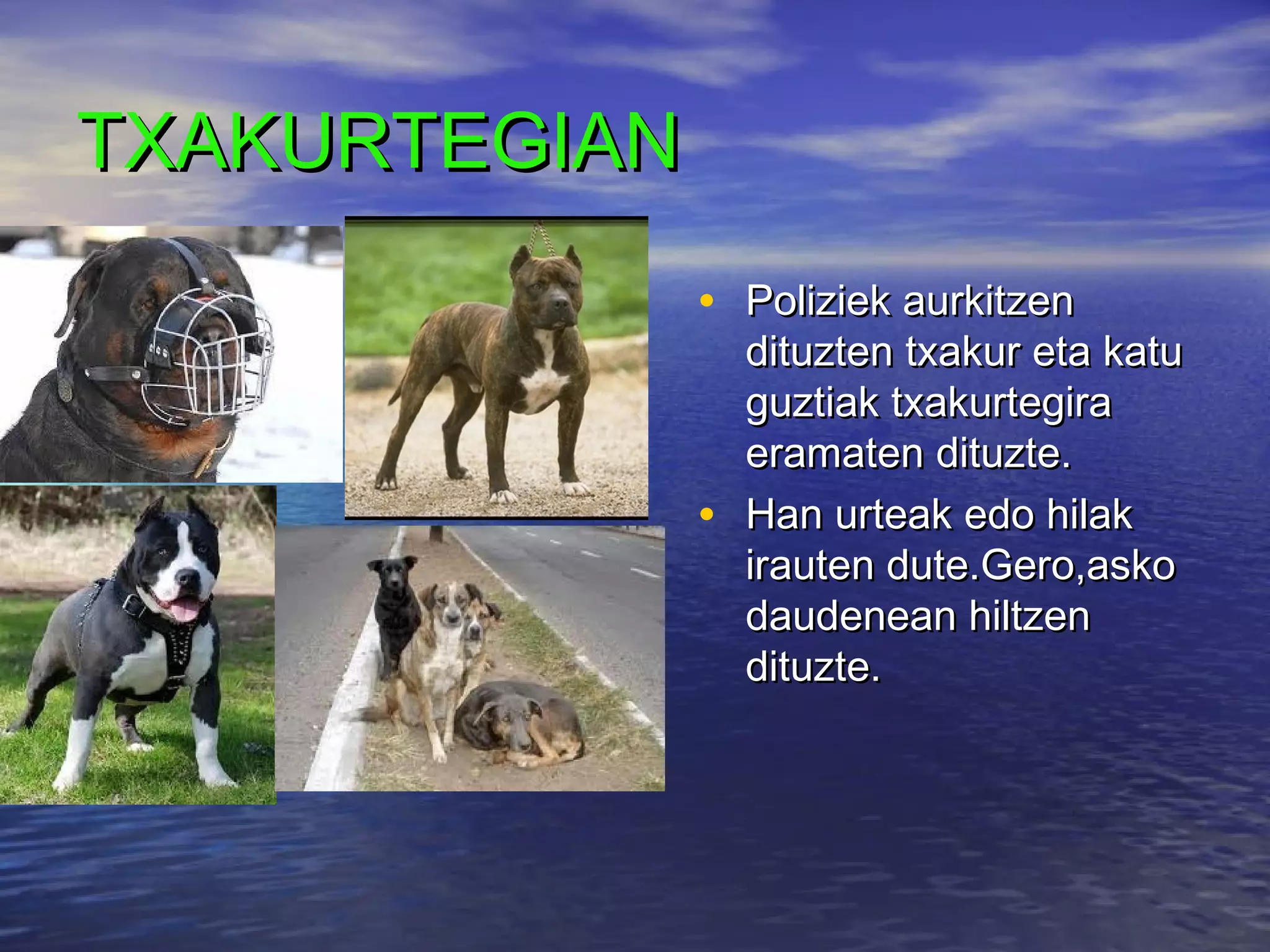 Animaliekiko tratu txarrak | PPT