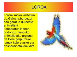 Loroak | ODP