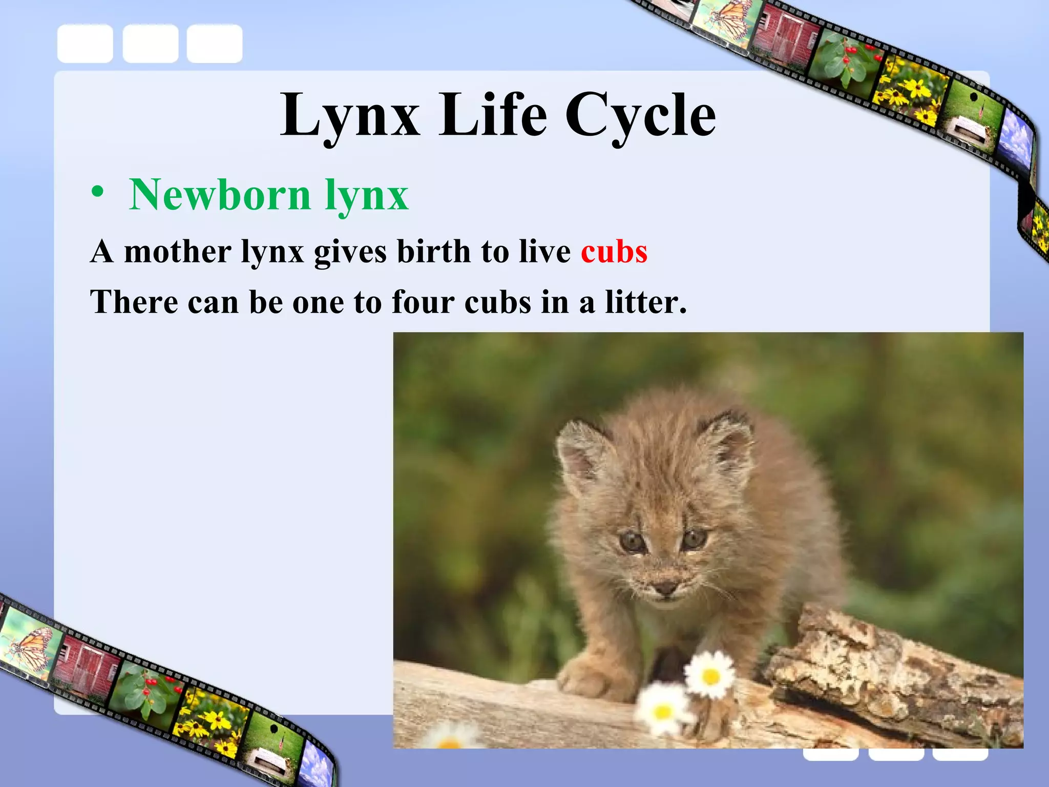 AnimaL lifecycle | PDF