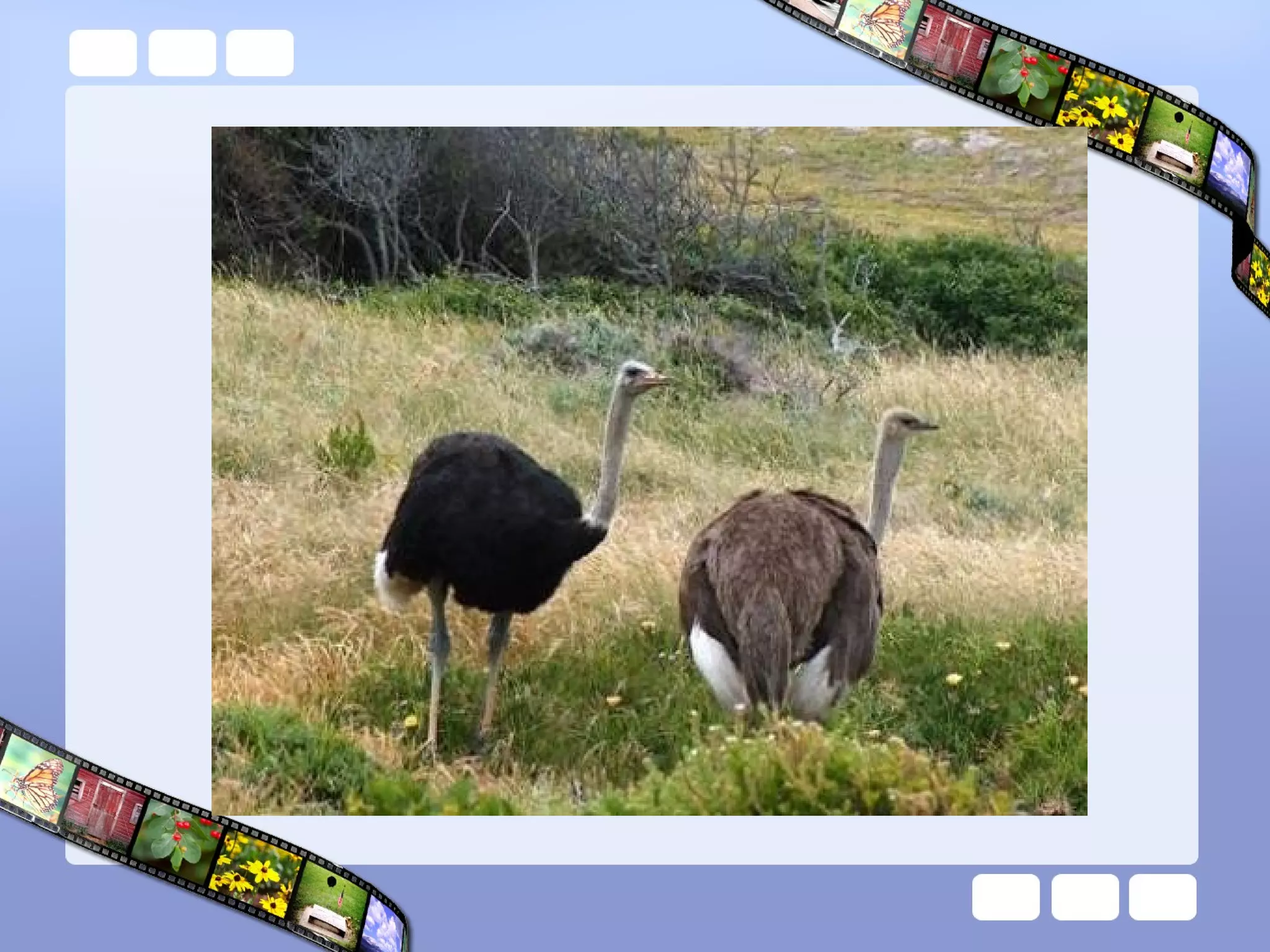 AnimaL lifecycle | PDF