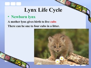 AnimaL lifecycle | PPT