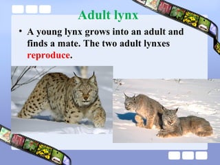 AnimaL lifecycle | PPT