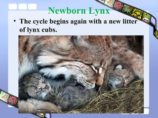 AnimaL lifecycle | PPT