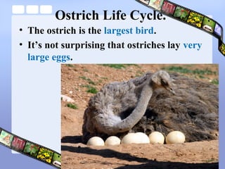 AnimaL lifecycle | PPT