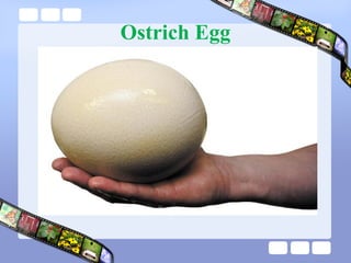 AnimaL lifecycle | PPT