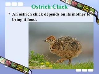 AnimaL lifecycle | PPT