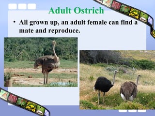 AnimaL lifecycle | PPT