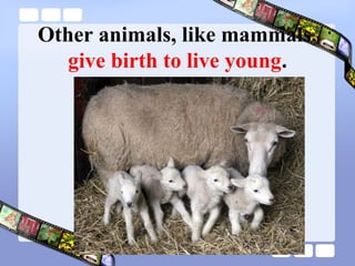 Anima Life Cycle | PPT