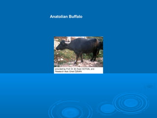 Different animal image (KU) | PPT