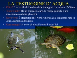 Animali mari fiumi_laghi | PDF