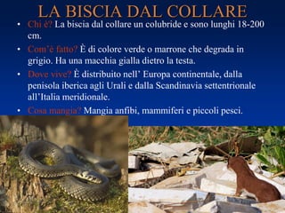 Animali mari fiumi_laghi | PDF