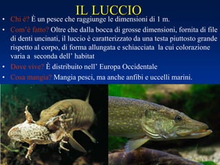 Animali mari fiumi_laghi | PDF