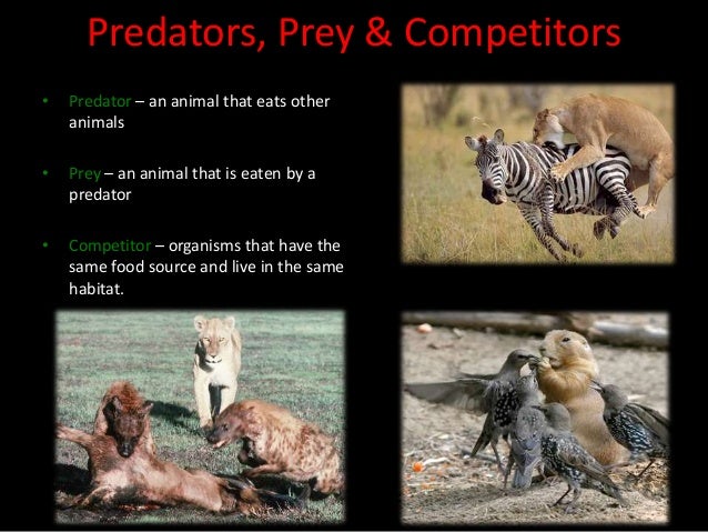 Animal Interactions Powerpoint.pptx