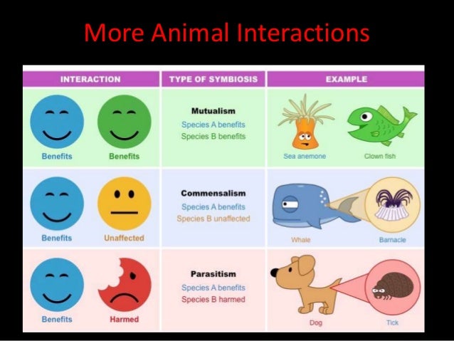 Animal Interactions Powerpoint.pptx