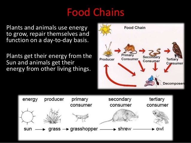 Animal Interactions Powerpoint.pptx