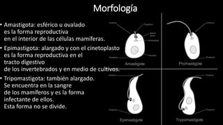 Trypanosoma cruzi | PPTX