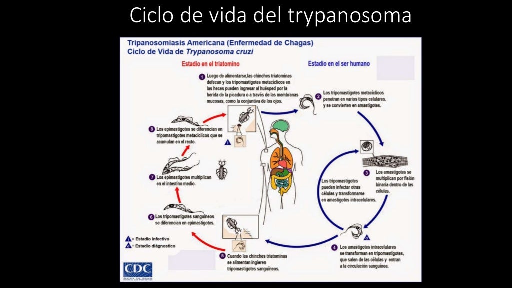 Trypanosoma cruzi