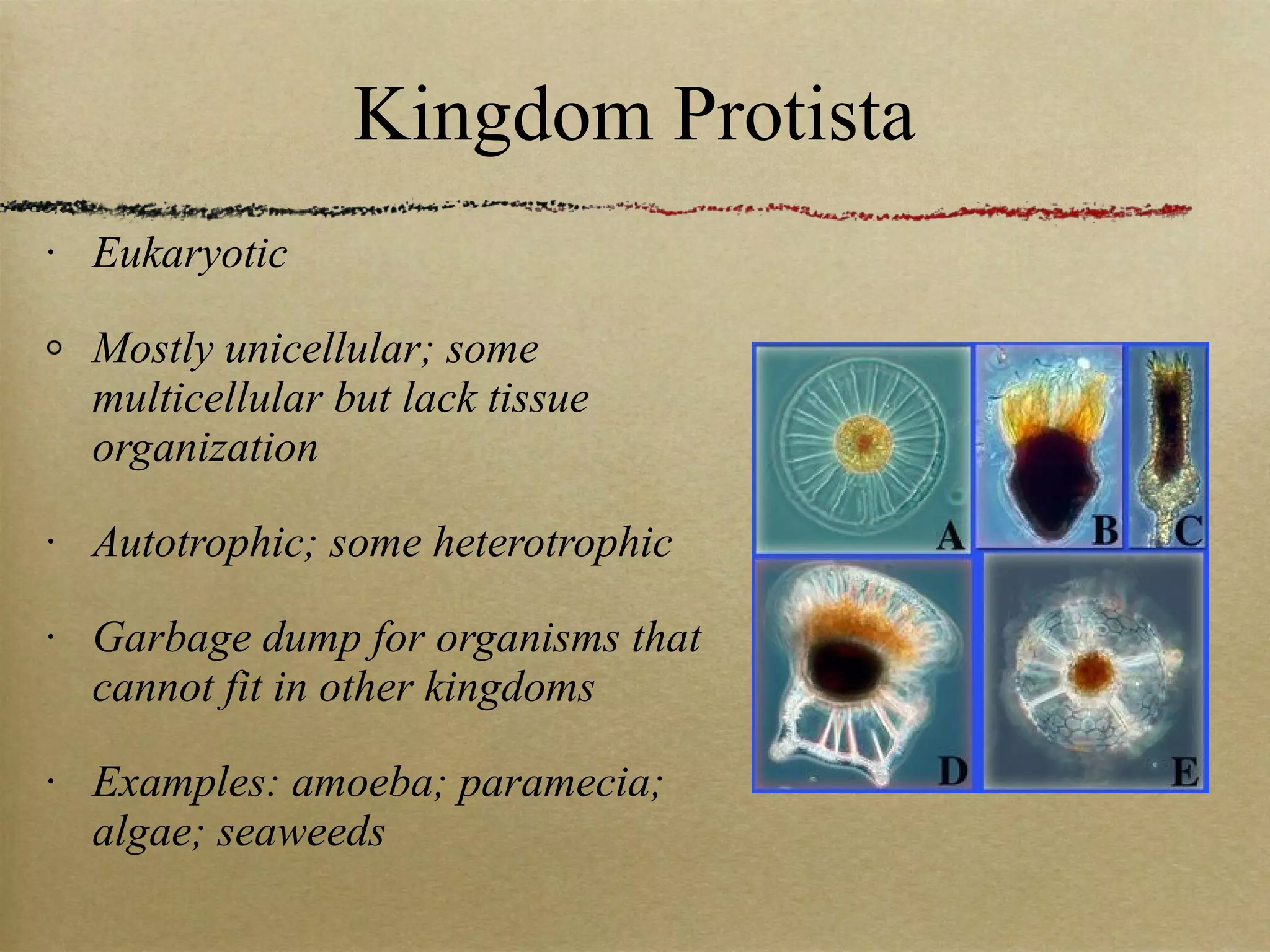 Animal kingdom | PPT