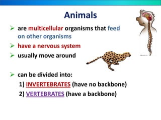 Animal Kingdom Examples Of Organisms