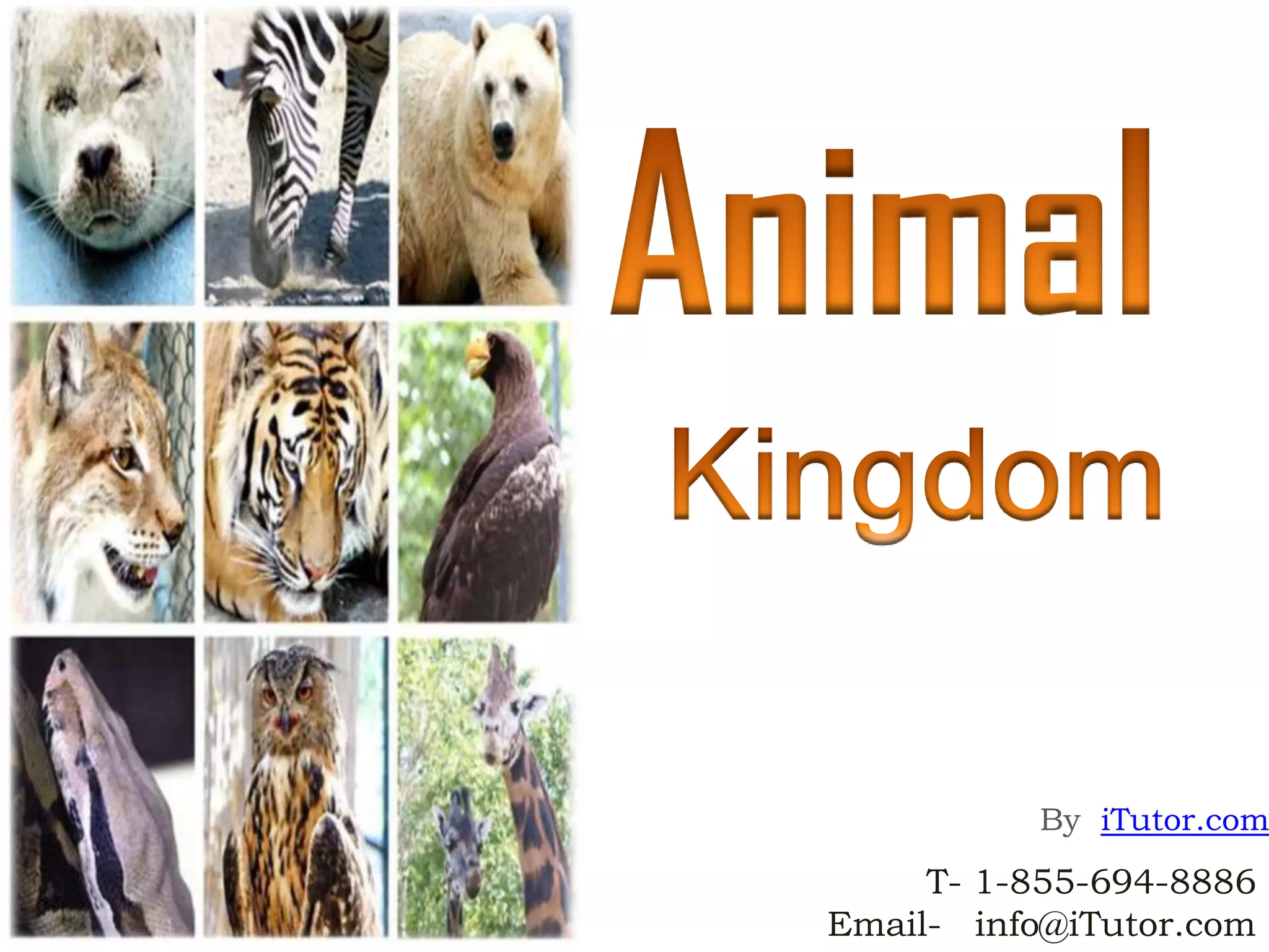 Animal Kingdom | PPTX