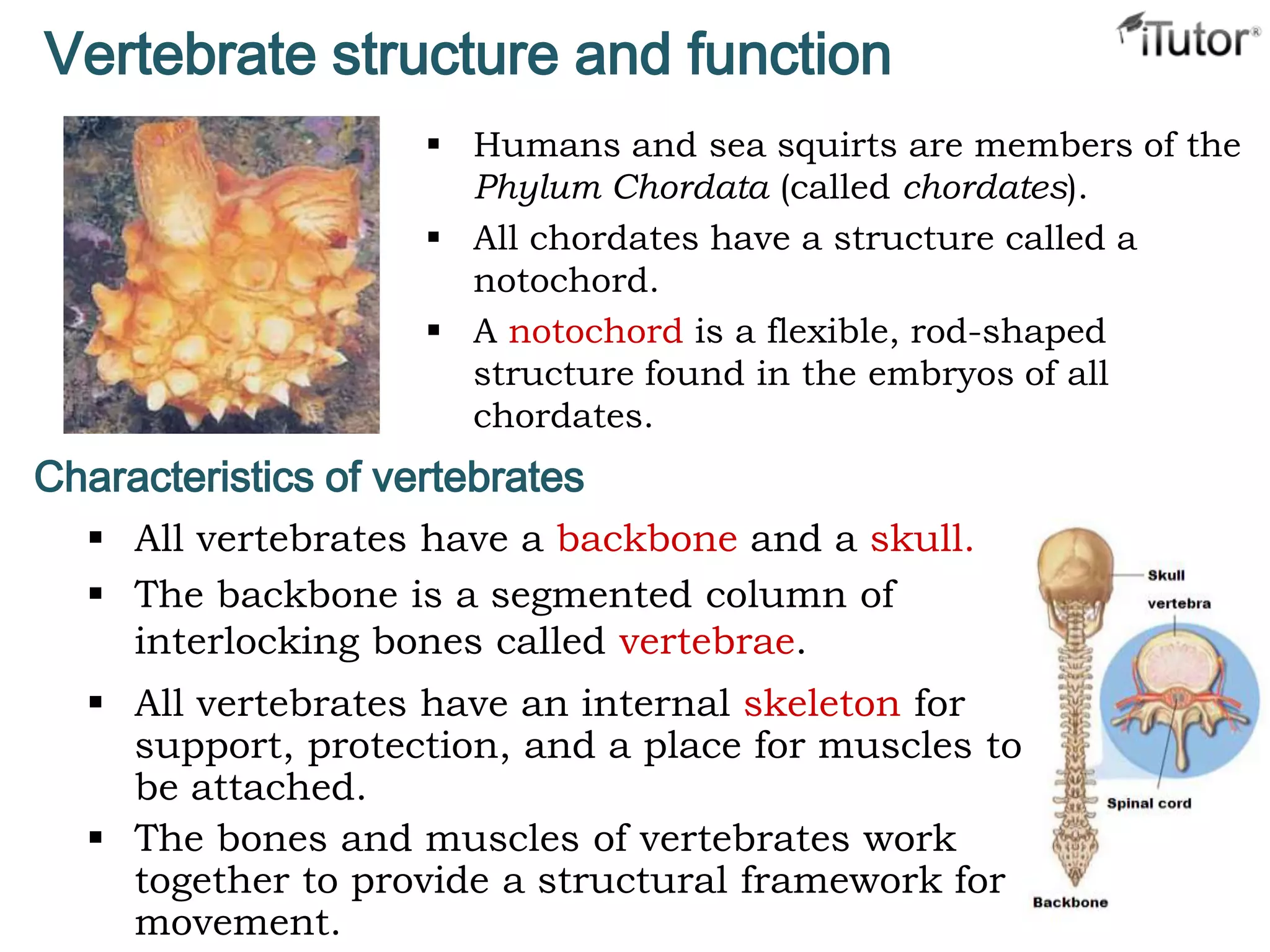 Animal Kingdom | PPTX