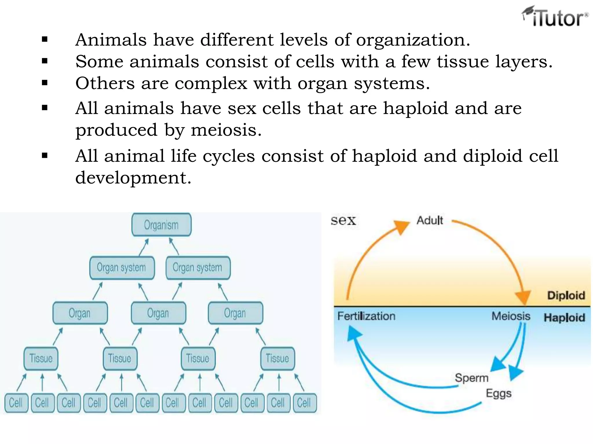 Animal Kingdom | PPTX