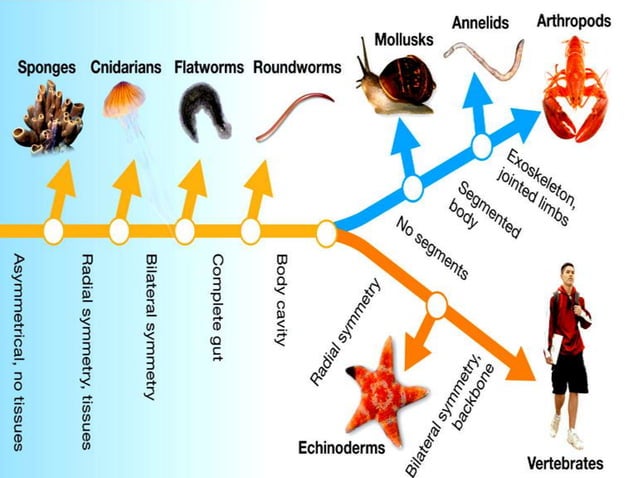 Animal Kingdom | PPTX