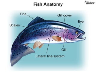 Animal Kingdom | PPT