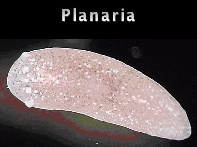 Animal kingdom | PPT