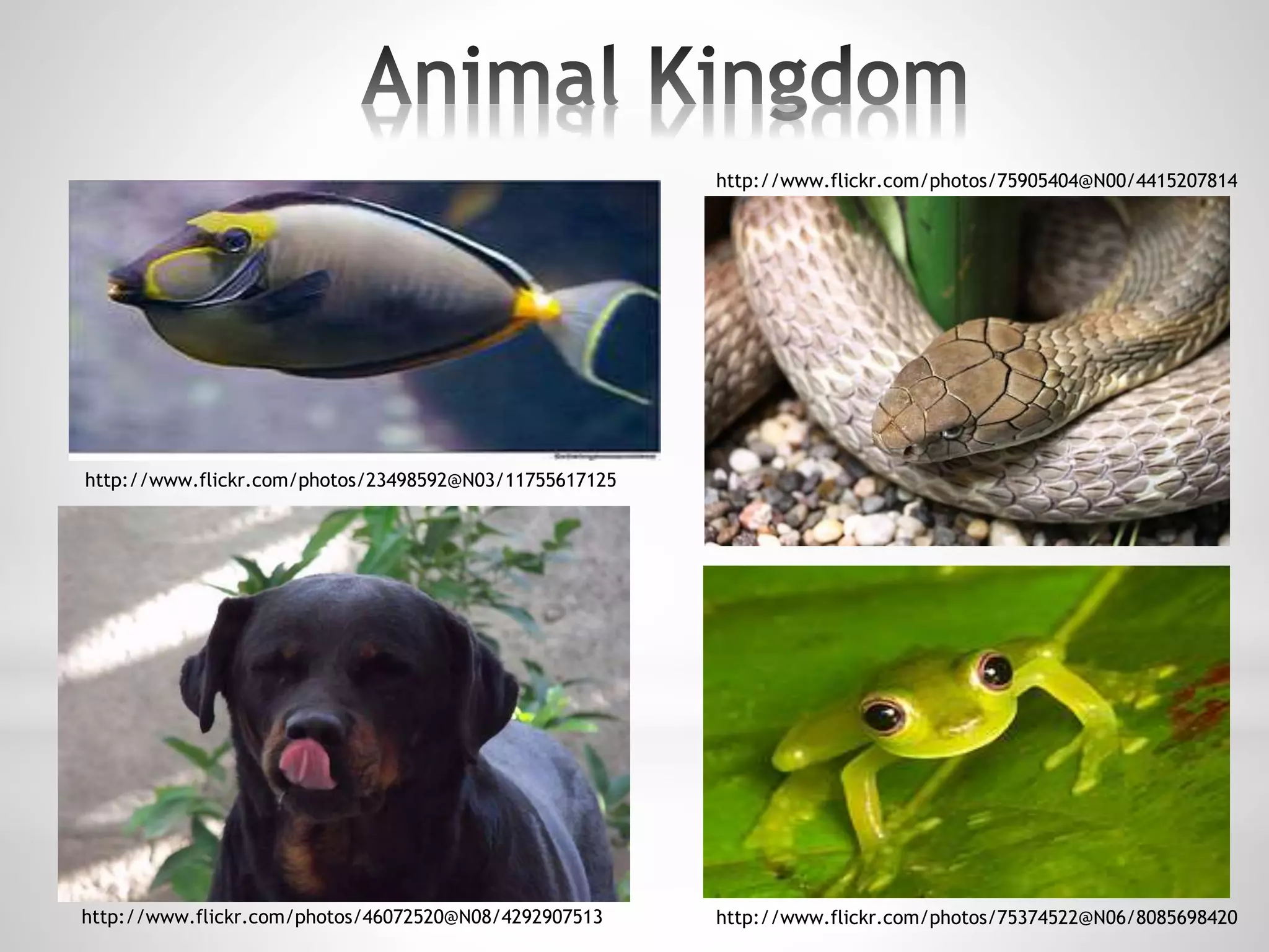 Animal kingdom | PPT