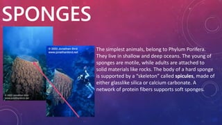 Animal Animal kingdom | PPT