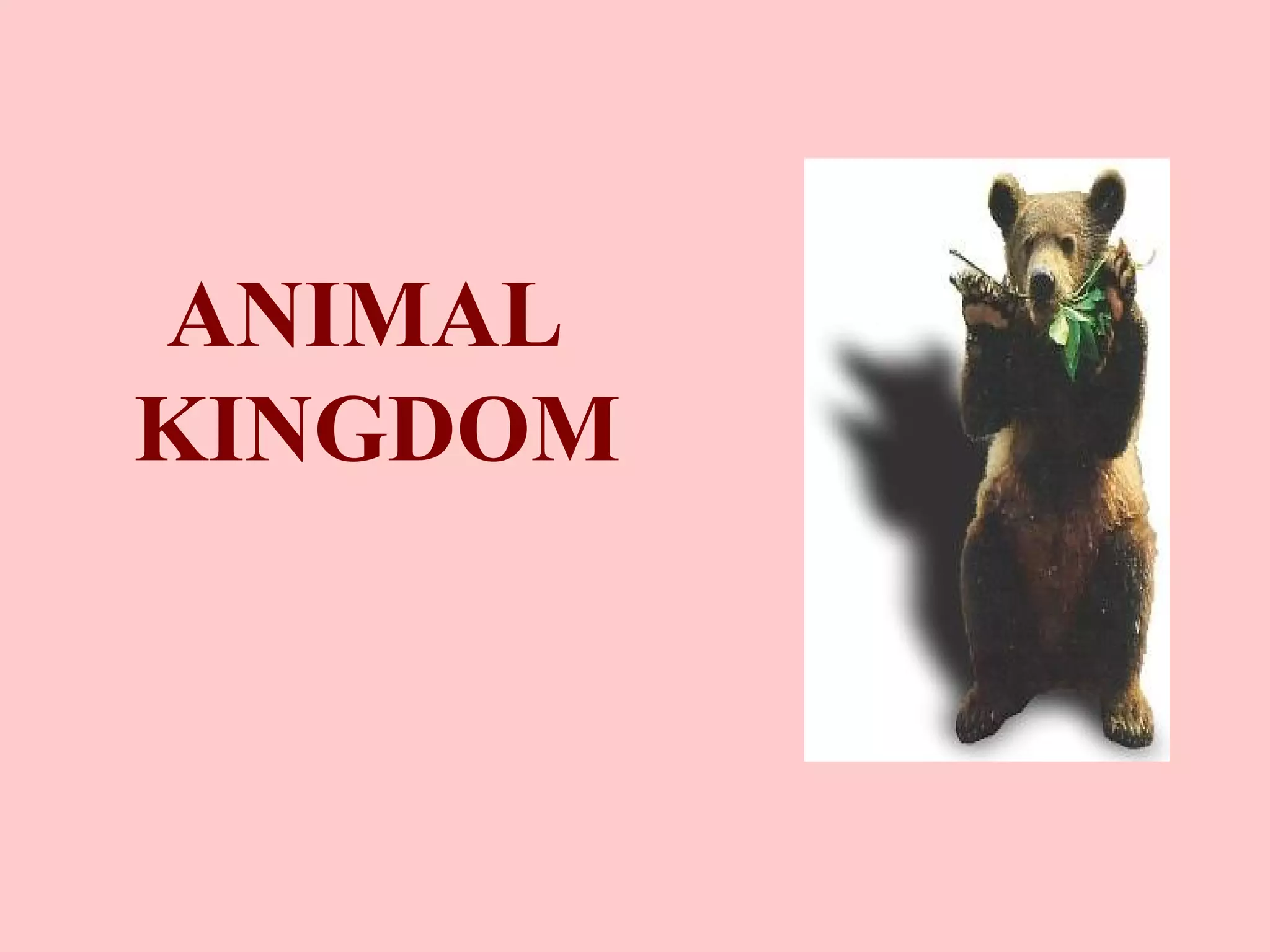 Animal kingdom | PPT