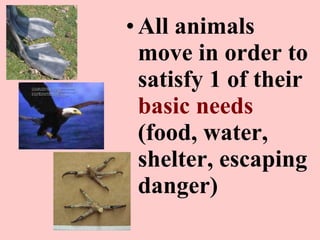 Animal kingdom | PPT