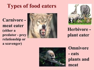 Animal kingdom | PPT