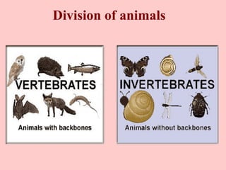 Animal kingdom | PPT