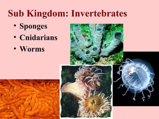 Animal kingdom | PPT