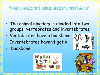 Animal kingdom | PPT