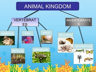 Animal kingdom | PPT