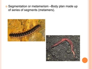 Animal kingdom | PPTX