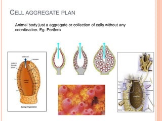 Animal kingdom | PPTX