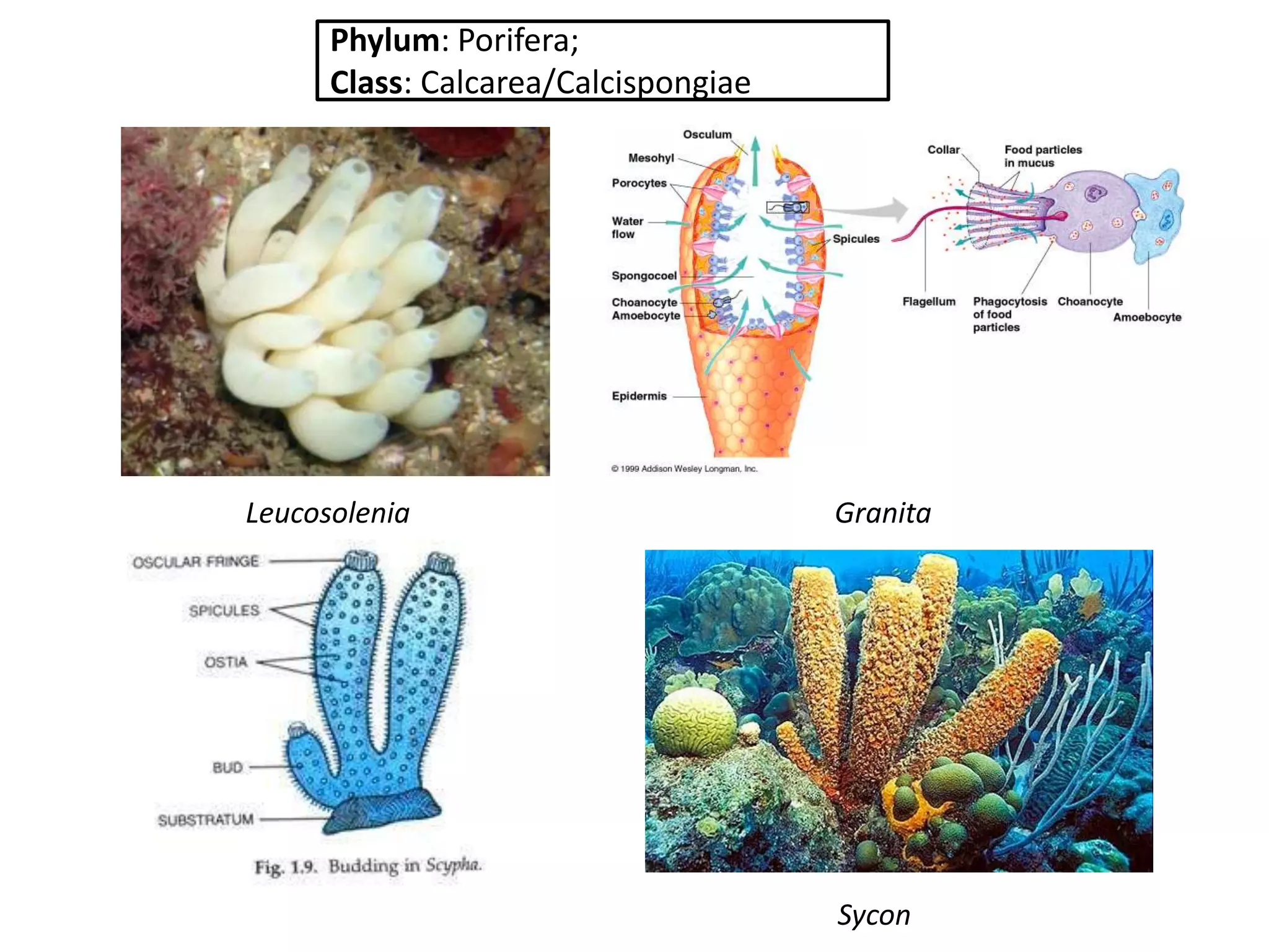 Diversity of Animal kingdom | PPTX