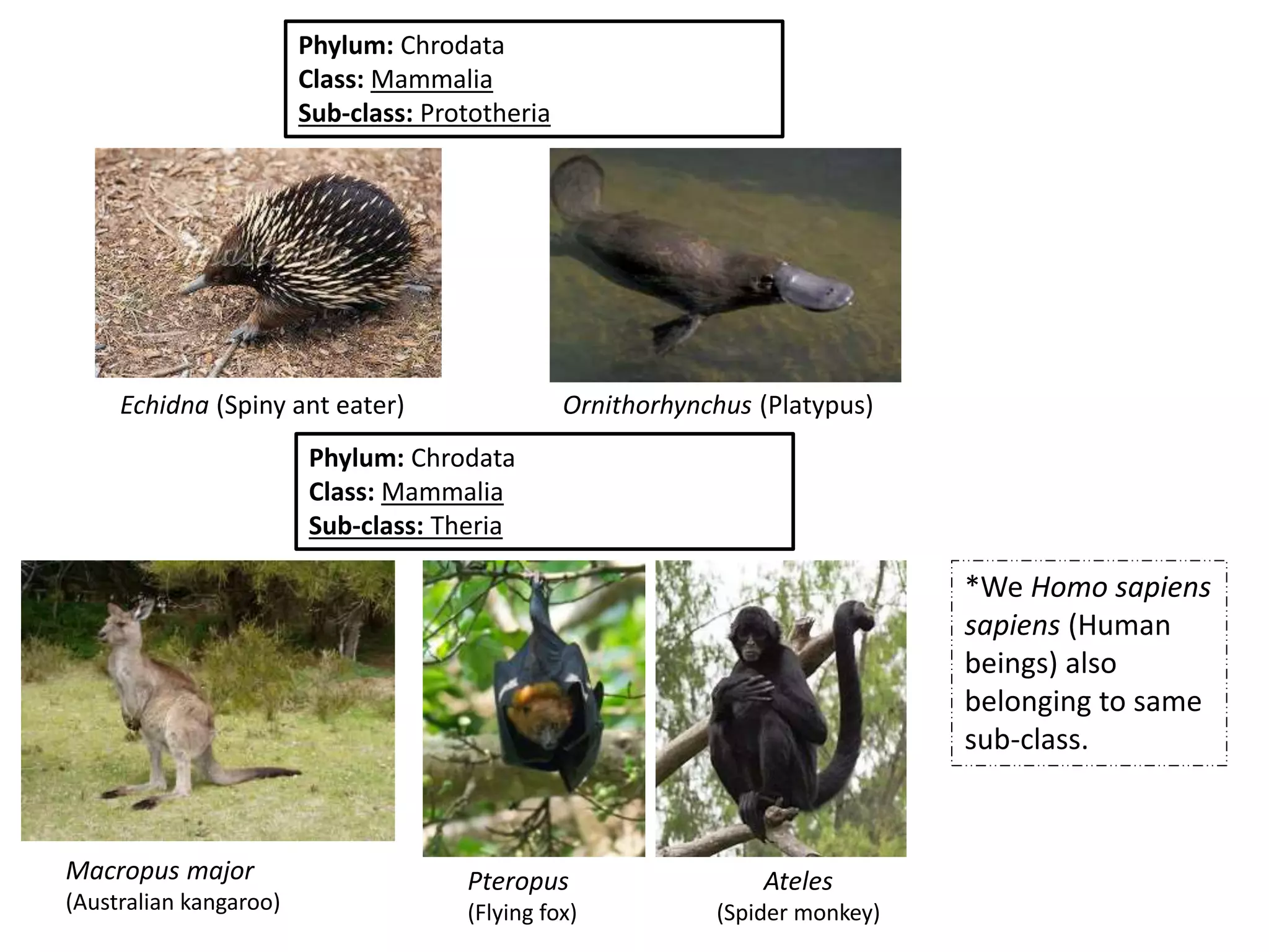 Diversity of Animal kingdom | PPTX