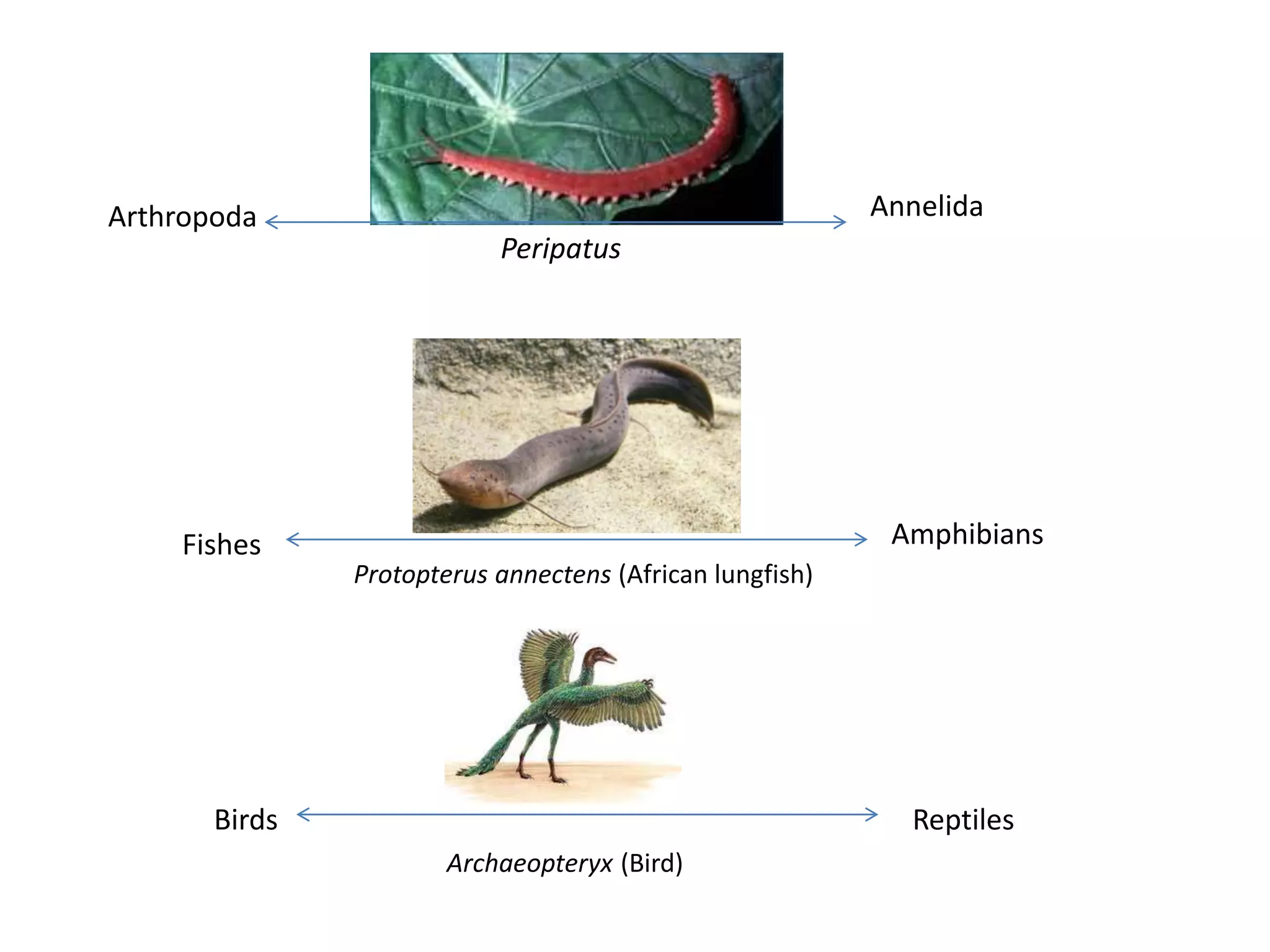 Diversity of Animal kingdom | PPTX