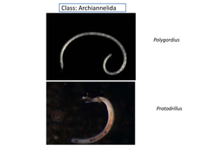 Diversity of Animal kingdom | PPT