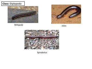 Diversity of Animal kingdom | PPT