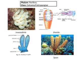 Diversity of Animal kingdom | PPT