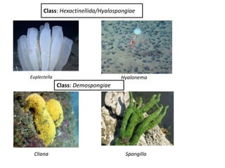 Diversity of Animal kingdom | PPTX